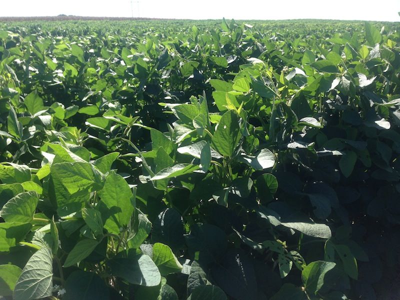 Four Questions about Brix Levels and Their Role in Crop Performance ...