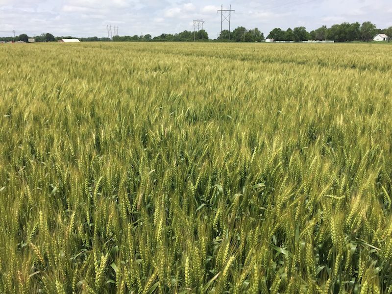 Crop Update Photos 06-02-2015 – BigYield