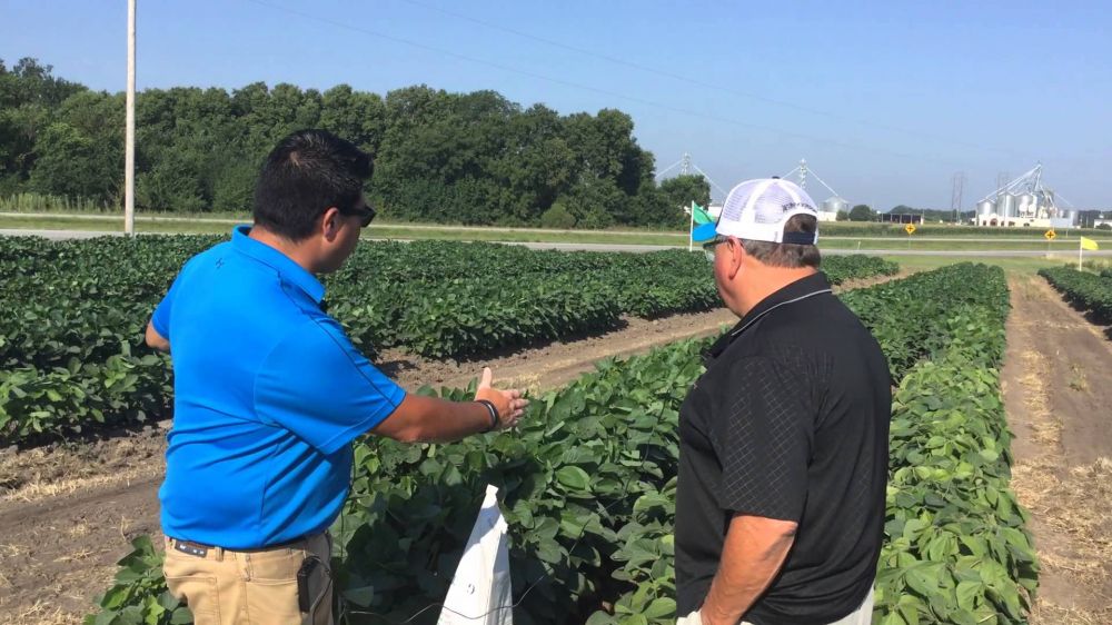 Different Soybean Genetics for Foliar Applications – BigYield