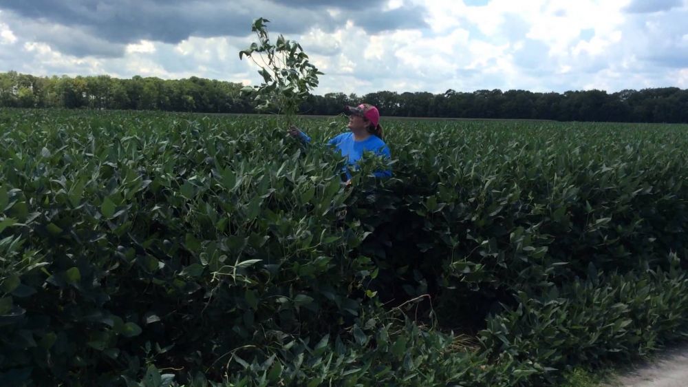 High Yielding Soybeans in Virginia Beach – BigYield