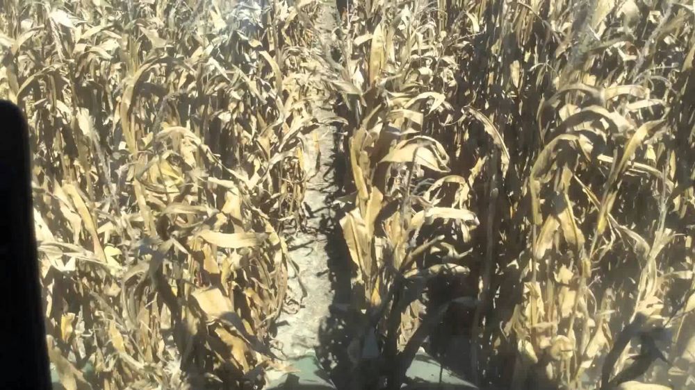 East Coast Corn Plot Harvesting – BigYield
