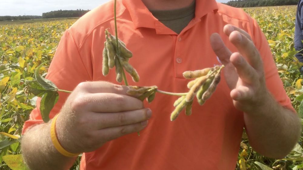 High Yield Soybeans on the East Coast Update – BigYield