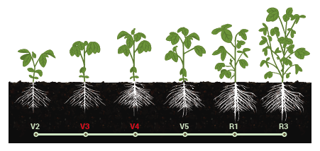 Yield Booster Bigyield