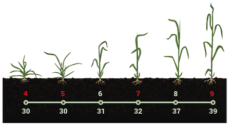 Yield Booster Bigyield