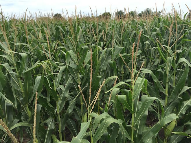 The Farm Research Center Goes All Non-GMO for Corn – BigYield