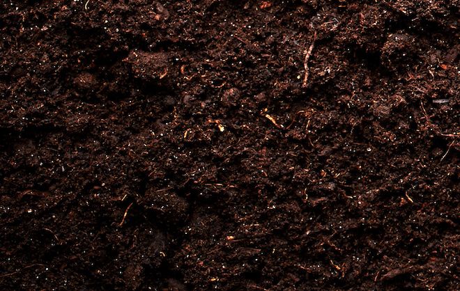 Beneficial Bacteria Support Soil, Plant Health – BigYield