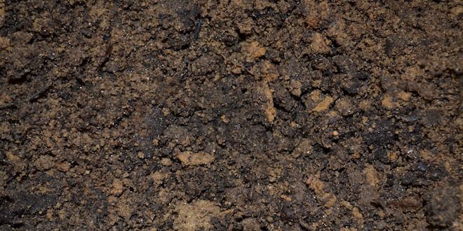 Soil Carbon Stores Can Promote Plant Growth – BigYield