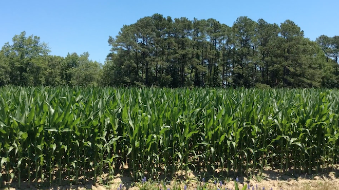Use Yield Booster to Help Stressed Corn – BigYield