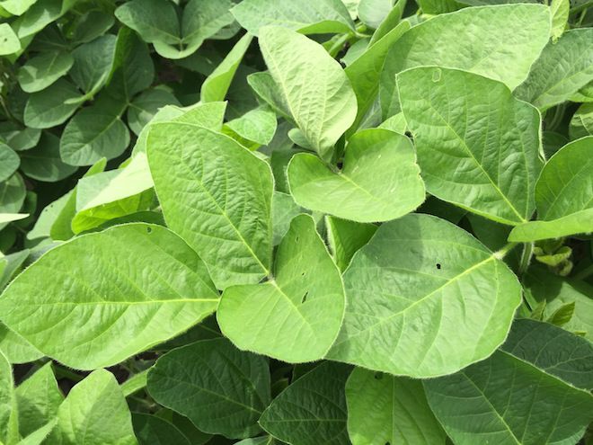 Check Cobalt in Your Legumes – BigYield