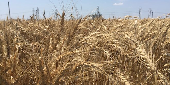 Research Center Gets Big Wheat Yields – BigYield