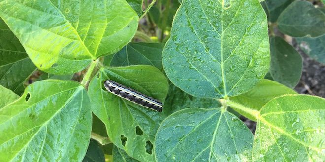 Scout for Soybean Pod Worms – BigYield