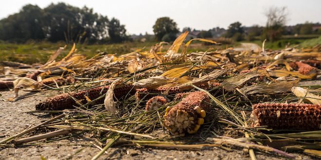 Manage Field Residues Post-Harvest – BigYield