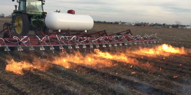 Broadcast Burning for Weed Control – BigYield
