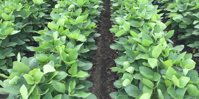 Micronutrient Fertilizer Consistently Boosts Soybean Yields – BigYield