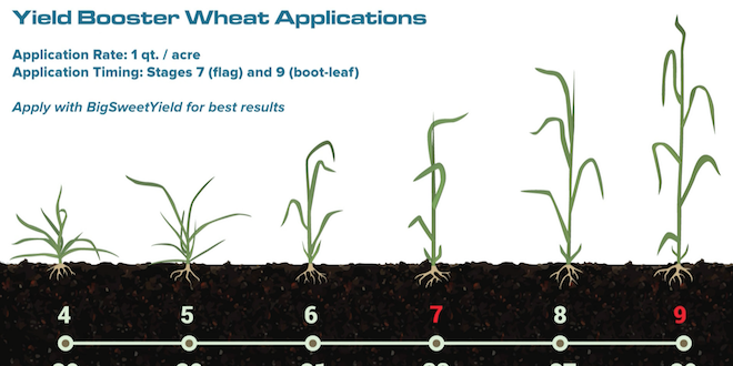BigYield.us Wheat Application Timing – BigYield