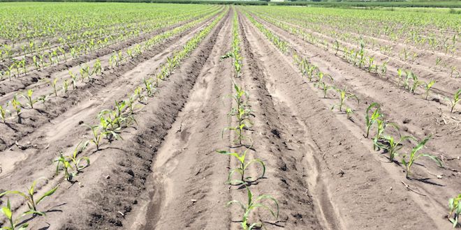 Get in the Zone with In-Furrow Treatments – BigYield