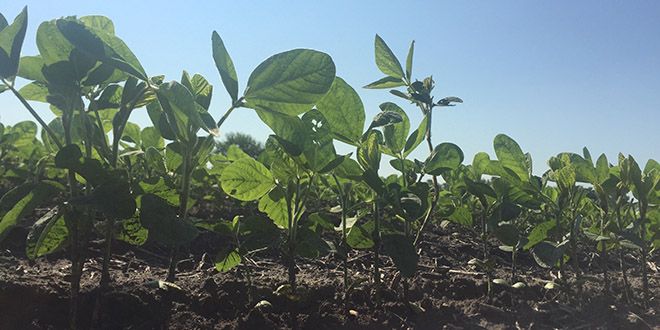 Natural Chelation Supports Enhanced Nutrient Uptake – BigYield