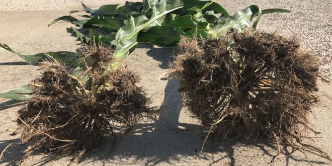 Root Mass Difference Using BP In-Furrow | BigYield