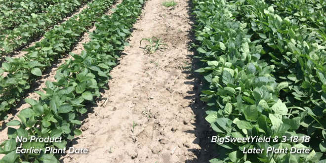 Soybeans | BigYield