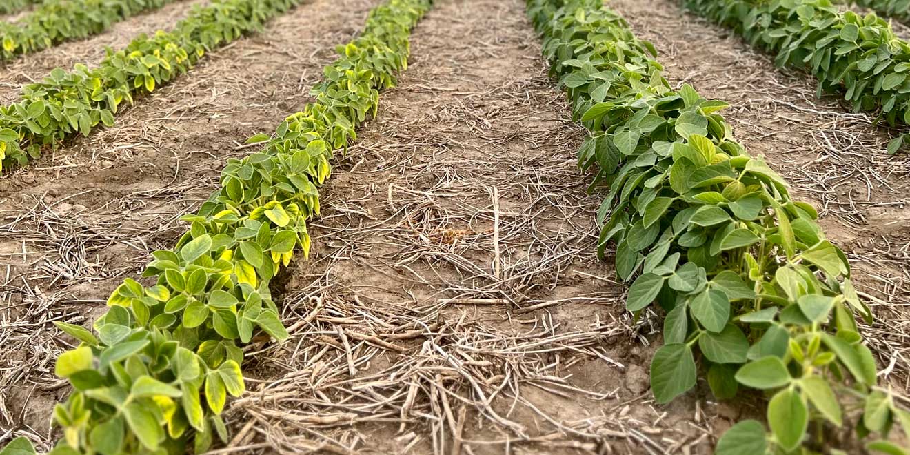 BP In-Furrow Comparison – BigYield